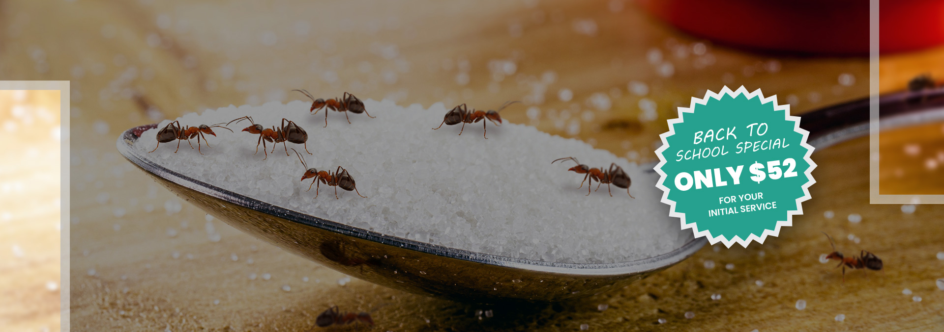 Ants | Midstate Termite & Pest Control