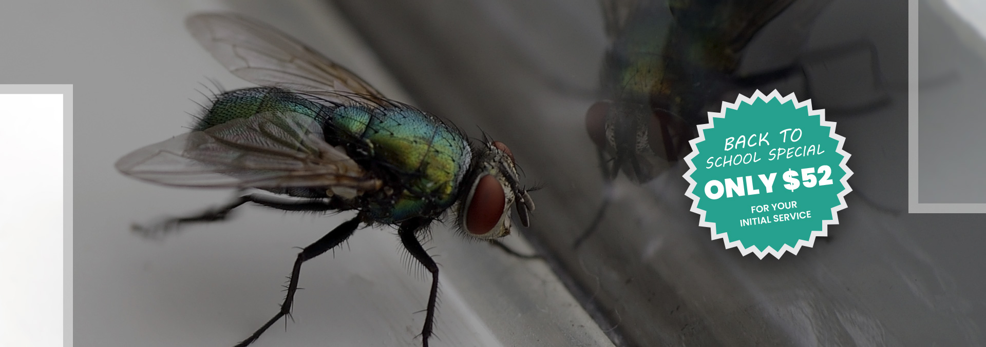 Flying Insects | Midstate Termite & Pest Control