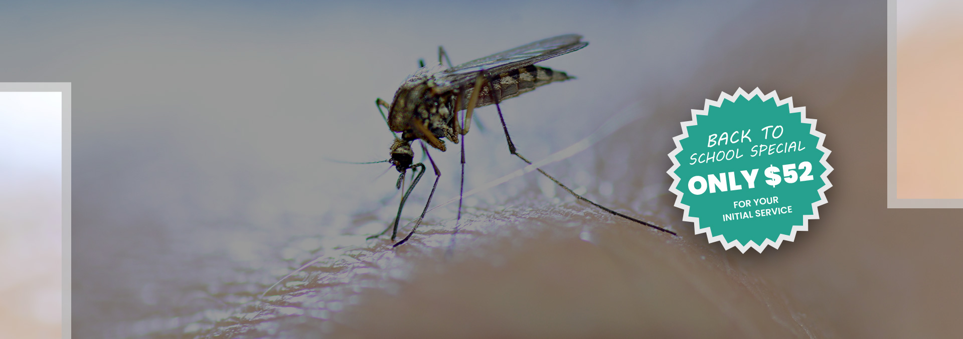 Mosquitoes | Midstate Termite & Pest Control