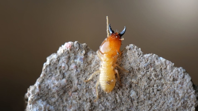 Pest Control Services in Cookeville and Crossville | Midstate Termite ...