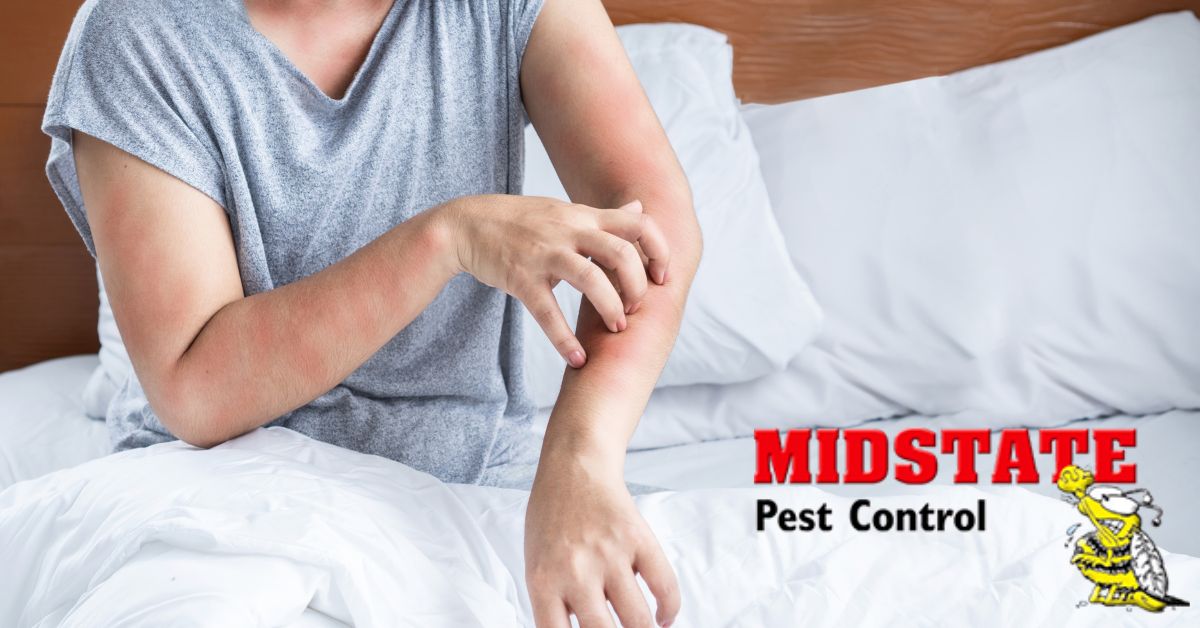 How Do I Get Rid of Bed Bugs in My Home?