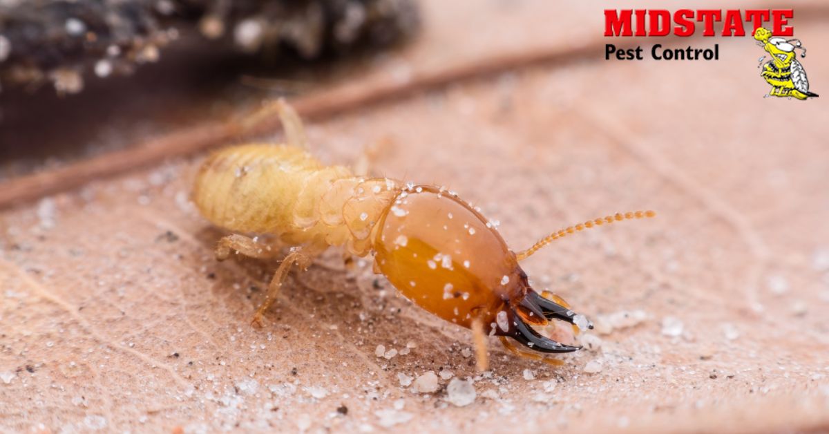 Seasonal Tips for Termite Prevention in Tennessee Homes