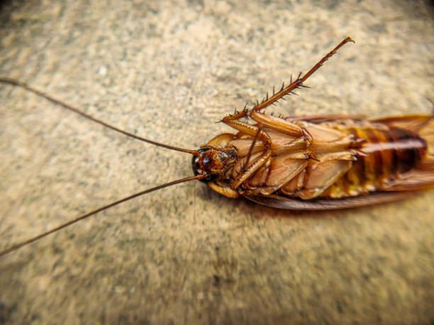 The Hidden Dangers of DIY Pest Control