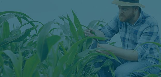 Pest Control Services in Cookeville and Crossville | Midstate Termite ...