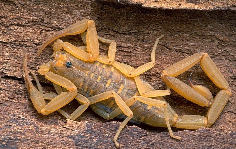 How to Identify Scorpion Infestations and Take Action In Crossville ...