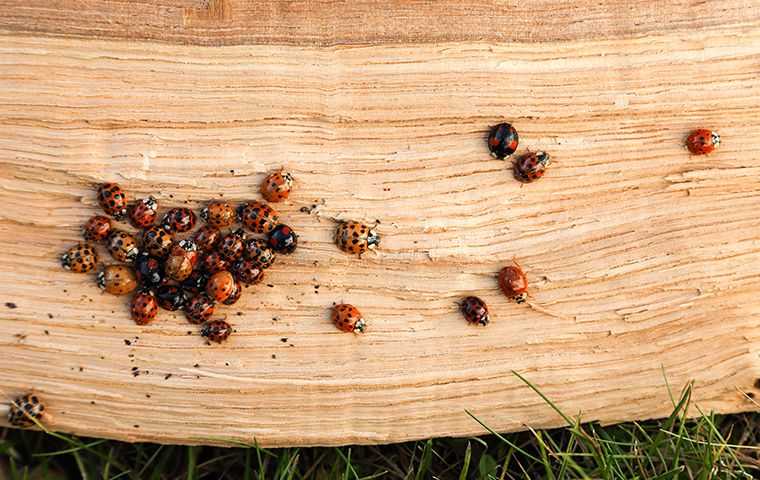 Pest Library | Midstate Termite & Pest Control