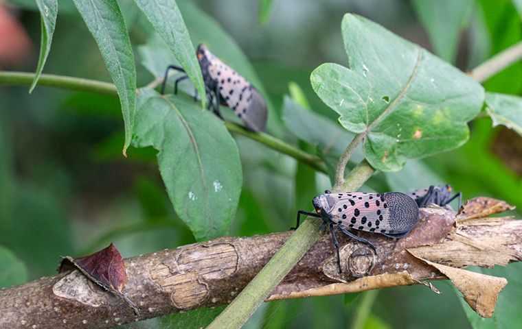 Pest Library | Midstate Termite & Pest Control