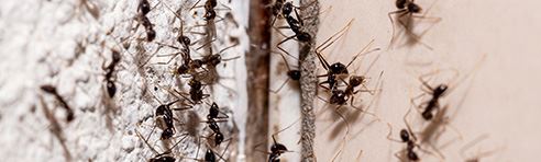 Home Pest Control | Midstate Termite & Pest Control